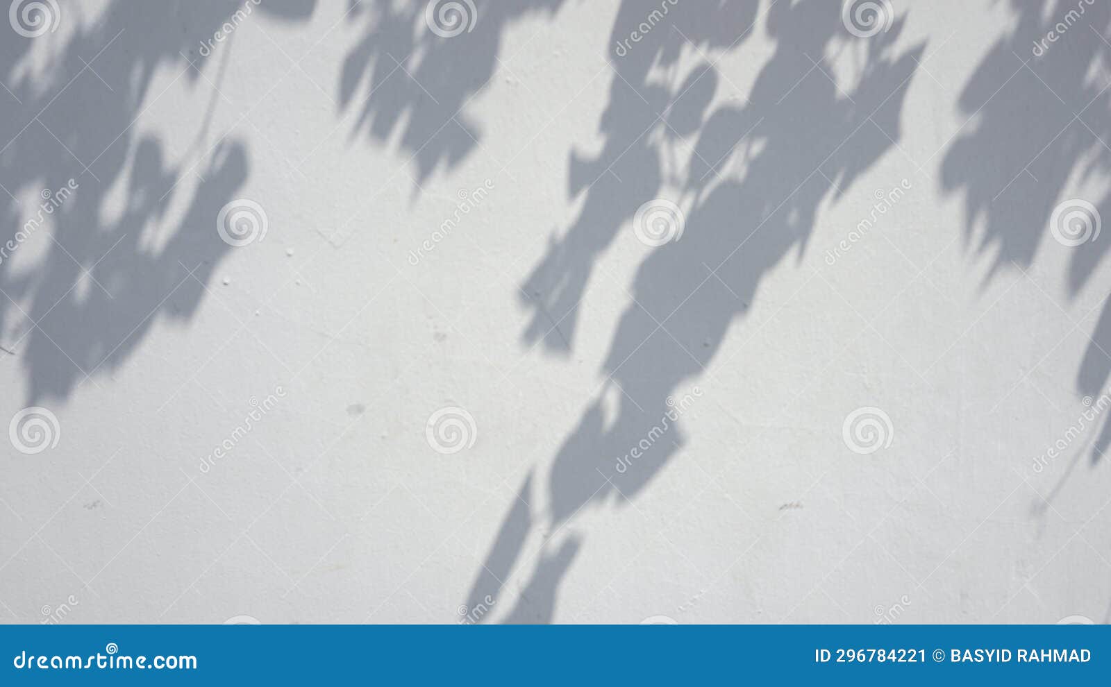 Shadow of Flowers on the Wall for General Invitation Background Stock ...