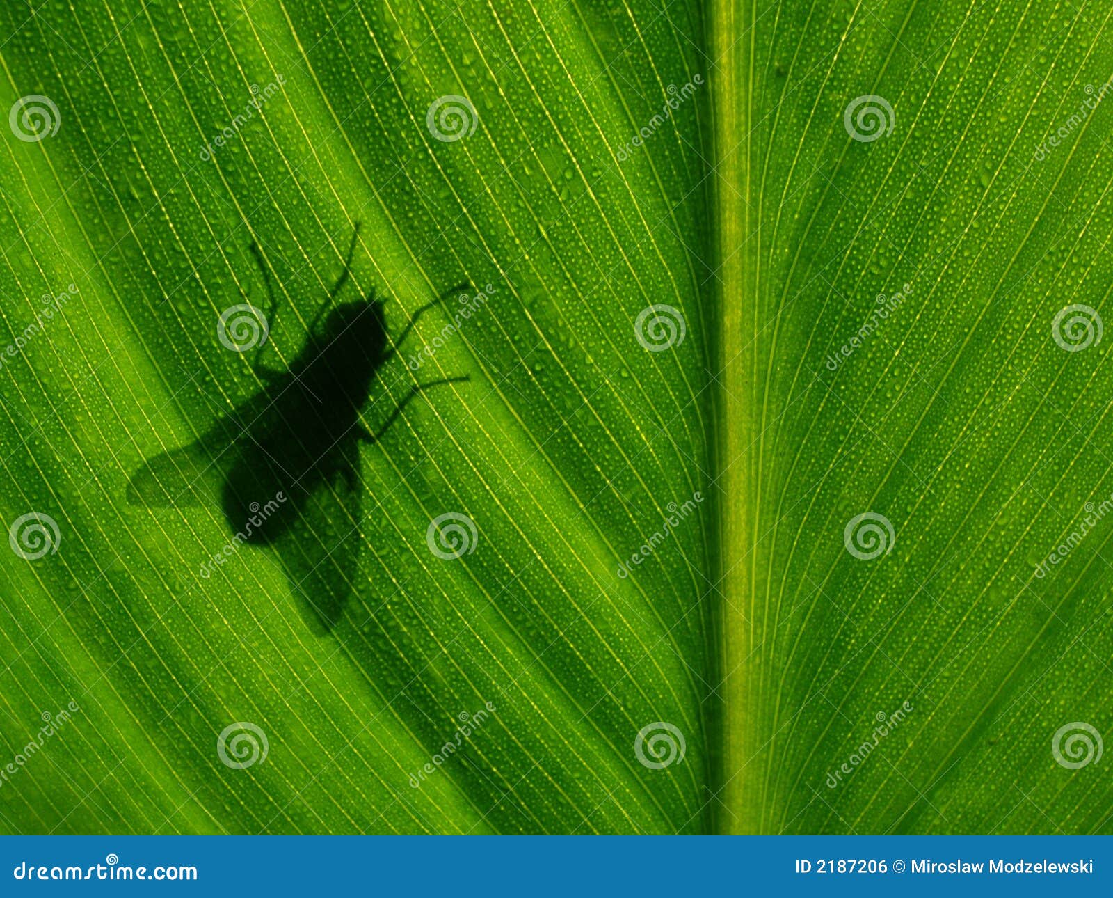 Shadow of Fly stock photo. Image of morning, green, nature - 2187206