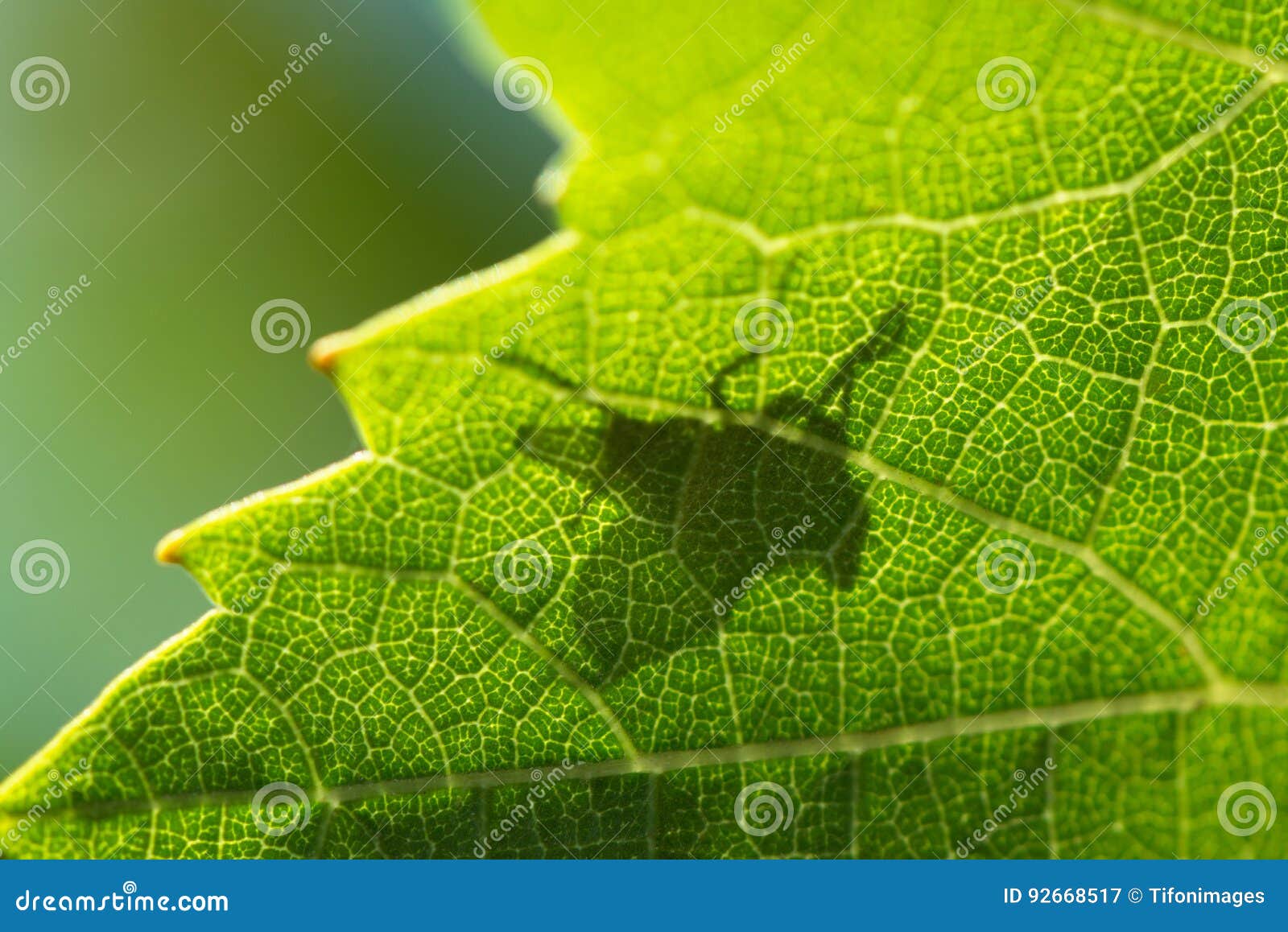Shadow of a fly stock image. Image of plague, grapes - 92668517