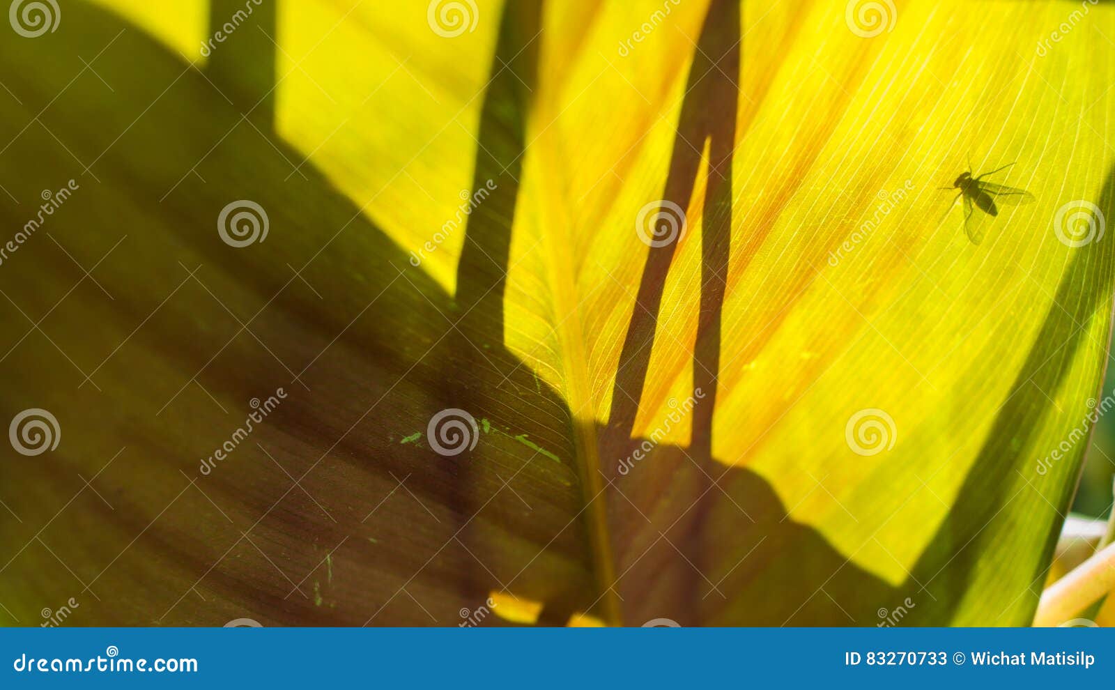 Shadow of the Fly stock image. Image of pollen, black - 83270733