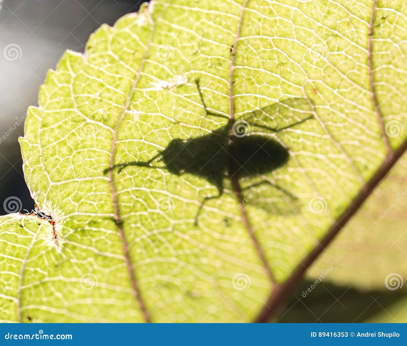Shadow of a fly on a leaf. stock image. Image of leaf - 89416353