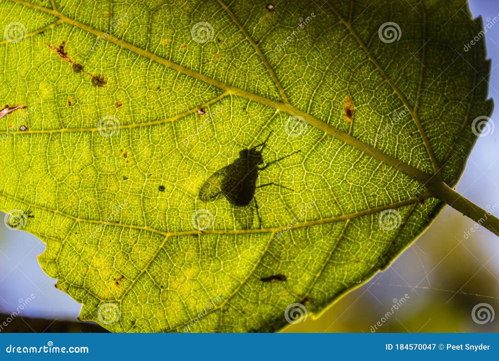 Shadow of a fly on a leaf stock image. Image of shadow - 184570047