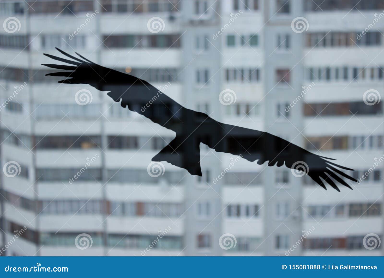 Shadow of flying eagle stock photo. Image of concept - 155081888