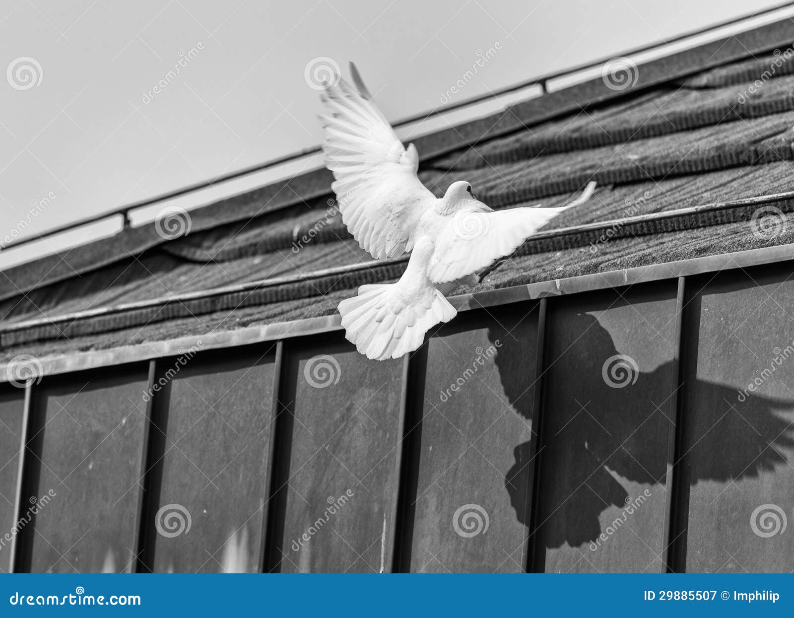 Wings shadow stock image. Image of grace, flying, motion - 29885507