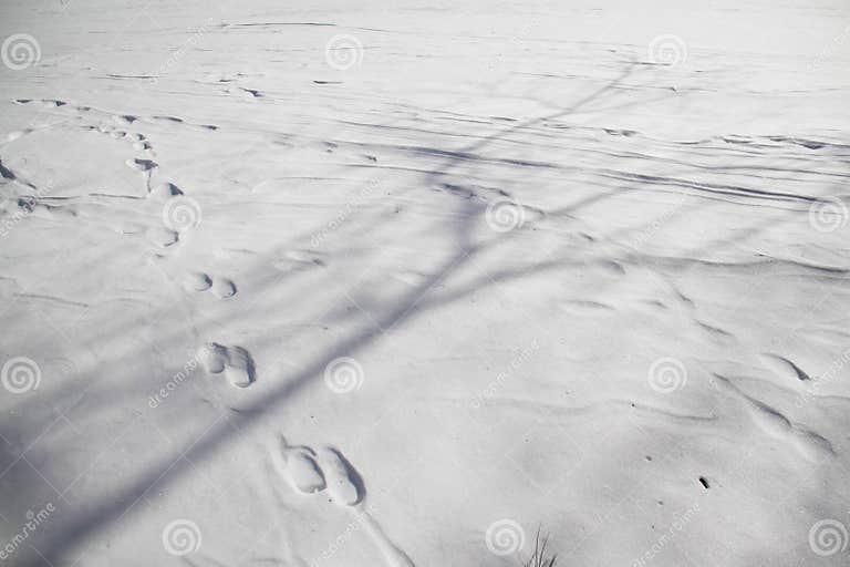 Shadow and Footsteps on Snow in Winter Stock Photo - Image of pattern ...