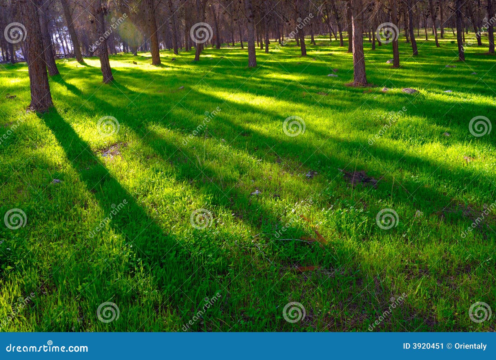 Shadow in the forest stock image. Image of backlight, setting - 3920451