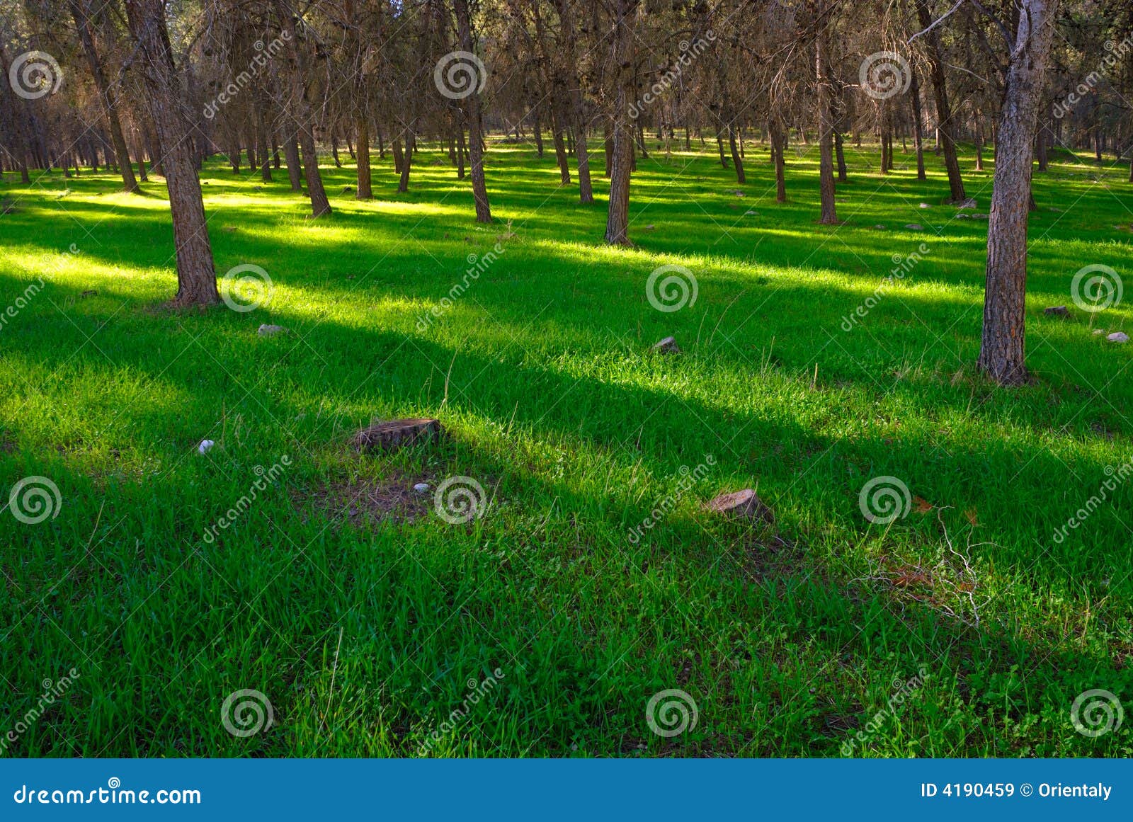 Shadow In The Forest Picture. Image: 4190459
