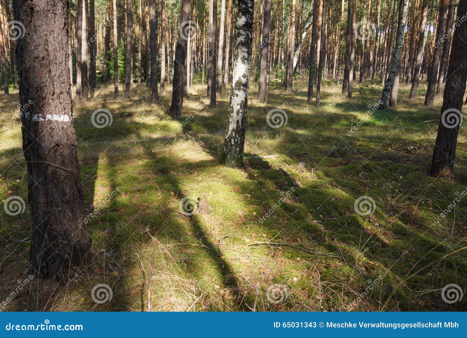 Shadow in the Forest stock image. Image of hike, agriculture - 65031343