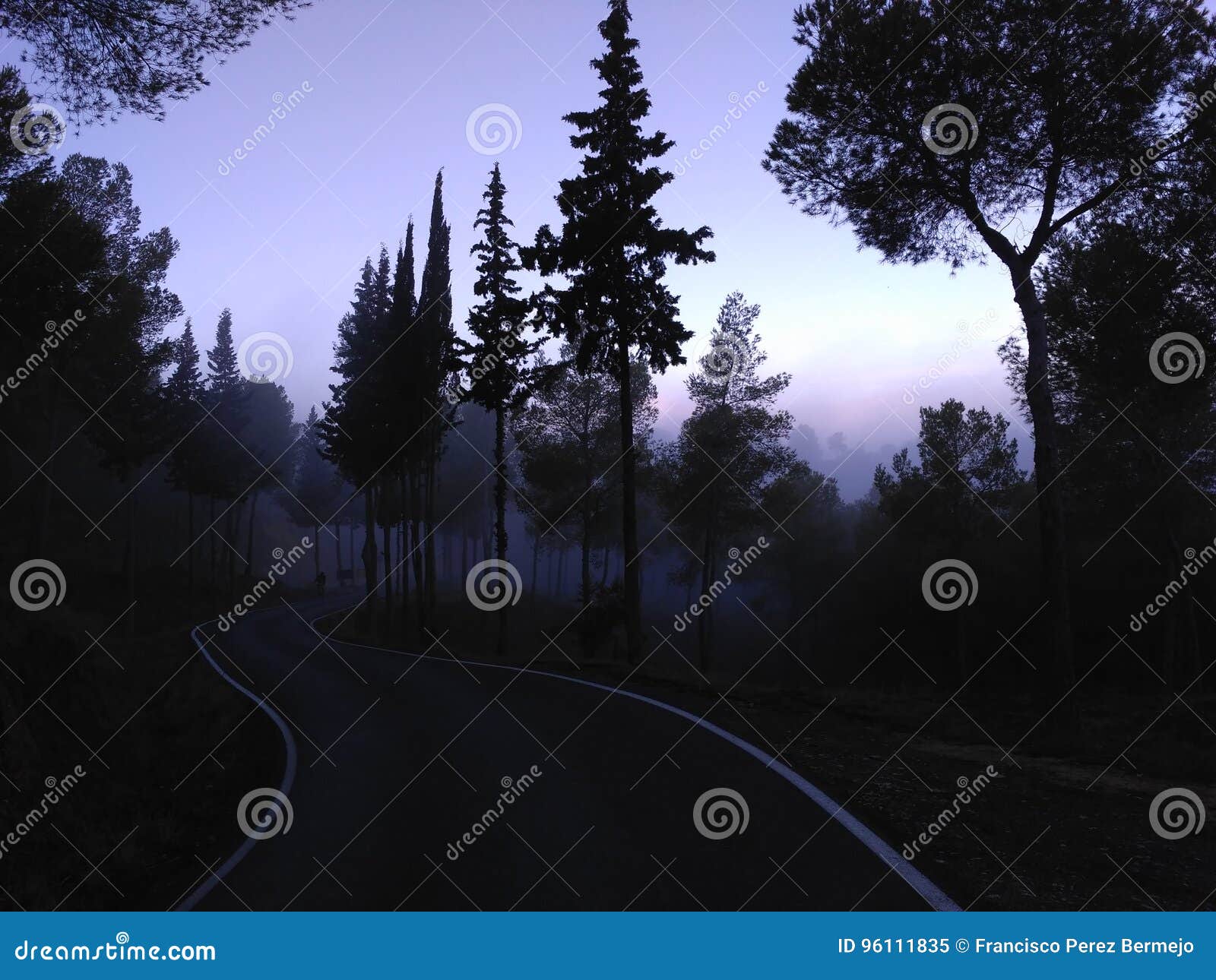 Shadow forest stock image. Image of cresta, forest, shadow - 96111835
