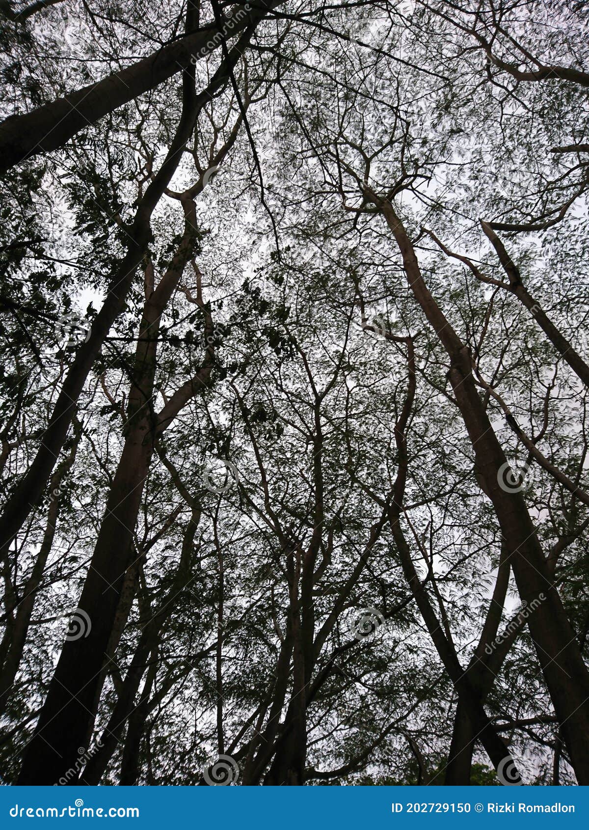 Shadow and forest stock photo. Image of shadows, forests - 202729150
