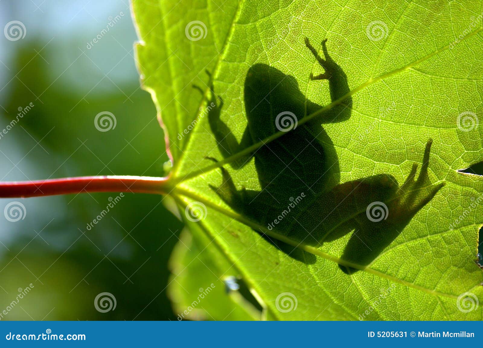 Shadow frog stock image. Image of plant, green, shadow - 5205631