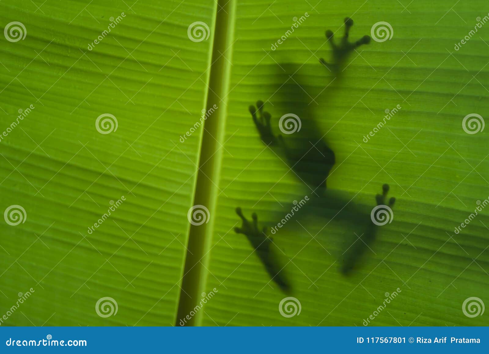Shadow Frog stock image. Image of leaf, frog, simple - 117567801
