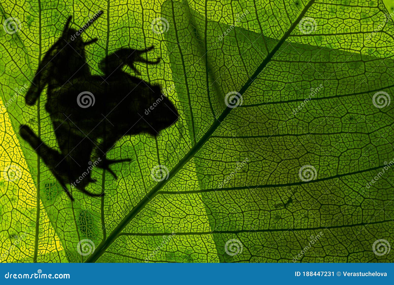 Shadow of Frog on Exotic Leaf Stock Image - Image of botanic, life ...