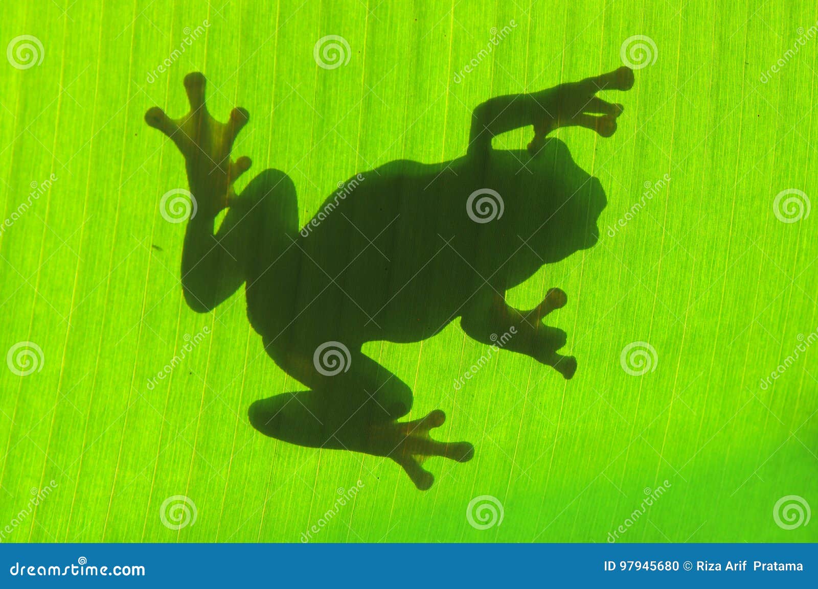 Shadow Frog stock photo. Image of back, animals, animal - 97945680