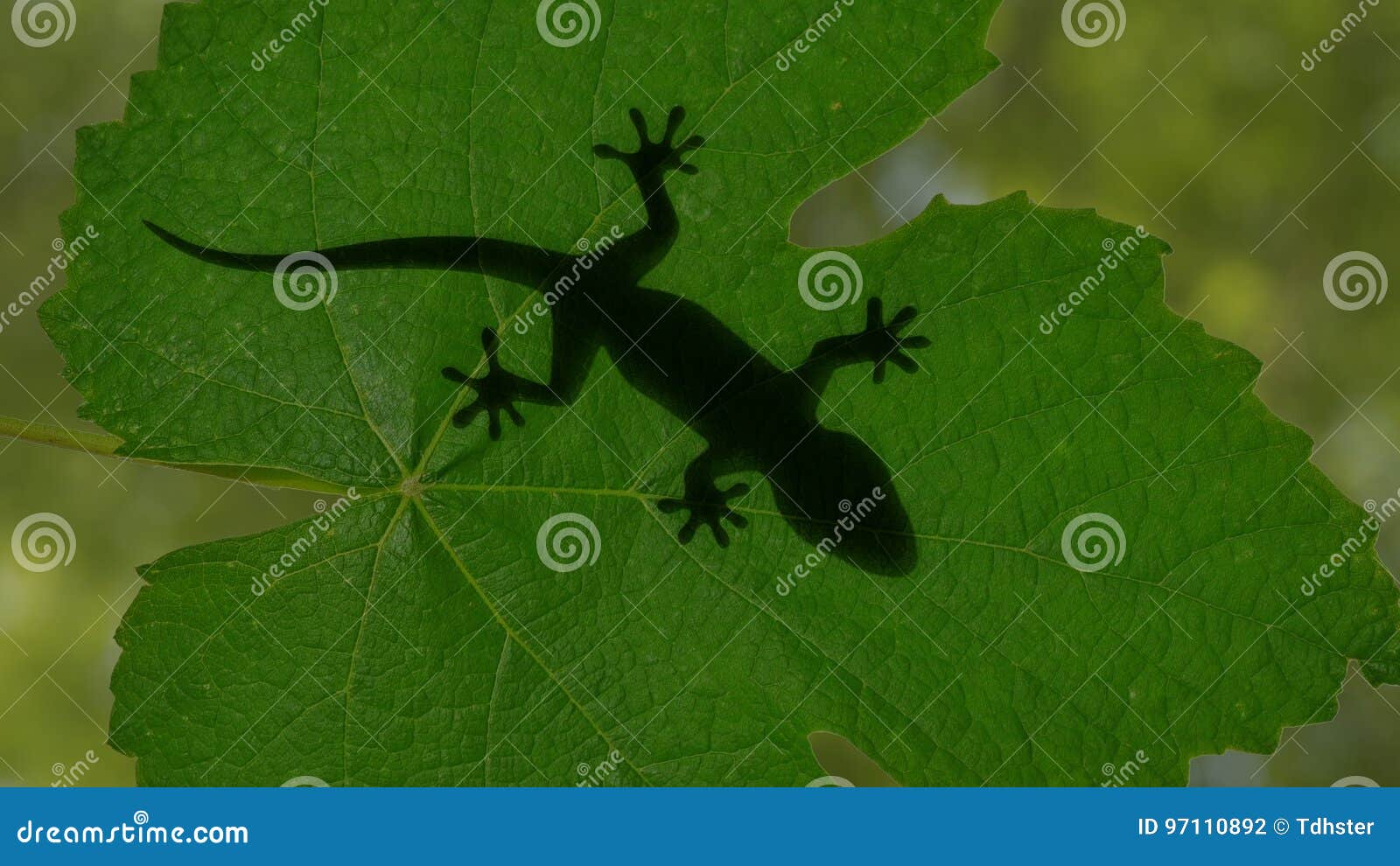 Shadow of a Gecko Lizard Crawling on Green Leaves 3d Illustration Stock ...