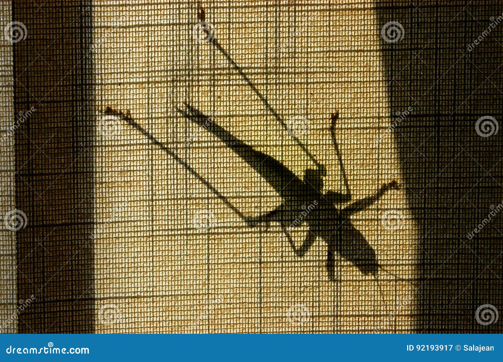 An Insect And Its Shadow On A Flat Light Surface. Horizontal Shot Close ...
