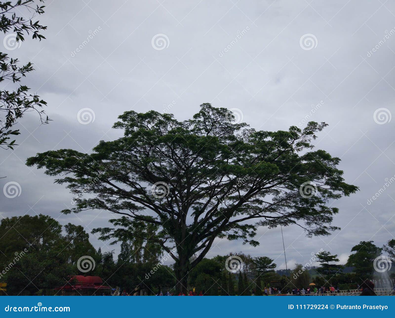 Giant Tree Editorial Photo | CartoonDealer.com #111729113