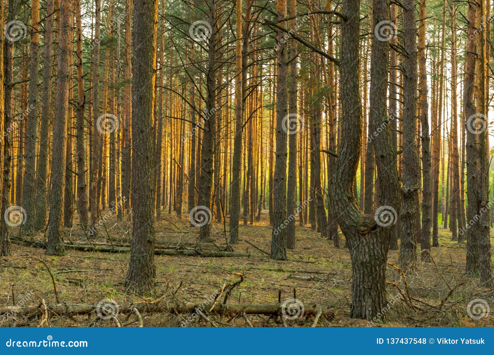 The Shadow and Glare of the Sun. Unusual Tree. Double Pine. Double Pine ...