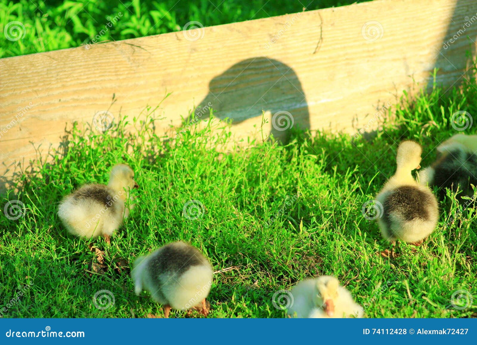 Shadow of Goose that Guards Its Goslings Stock Photo - Image of baby ...