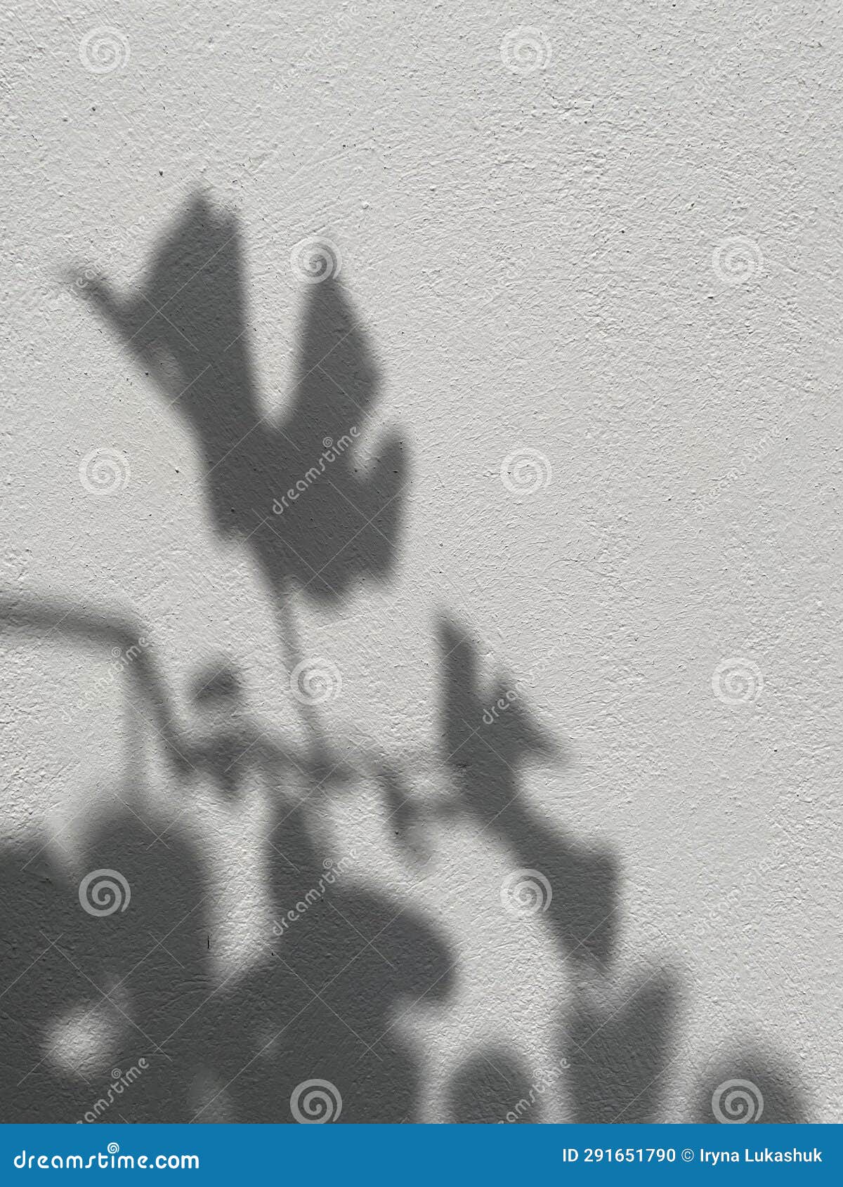 Shadow from grape leaves. stock photo. Image of design - 291651790