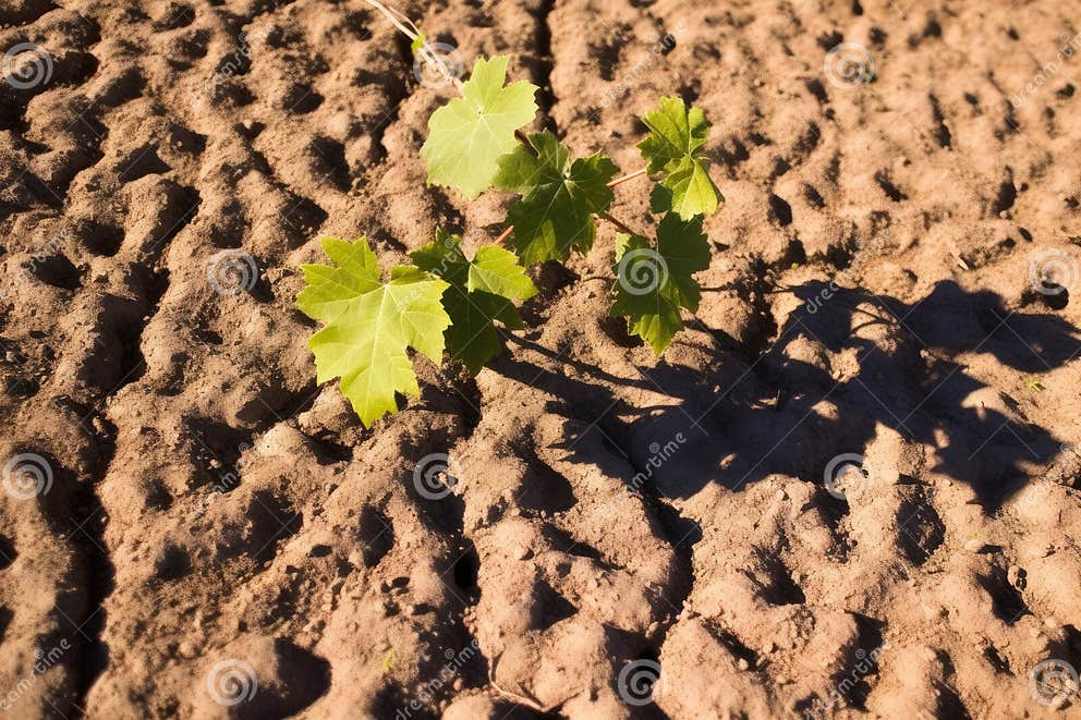 Shadow of Grapevines on Soil Stock Image - Image of silhouette, nature ...