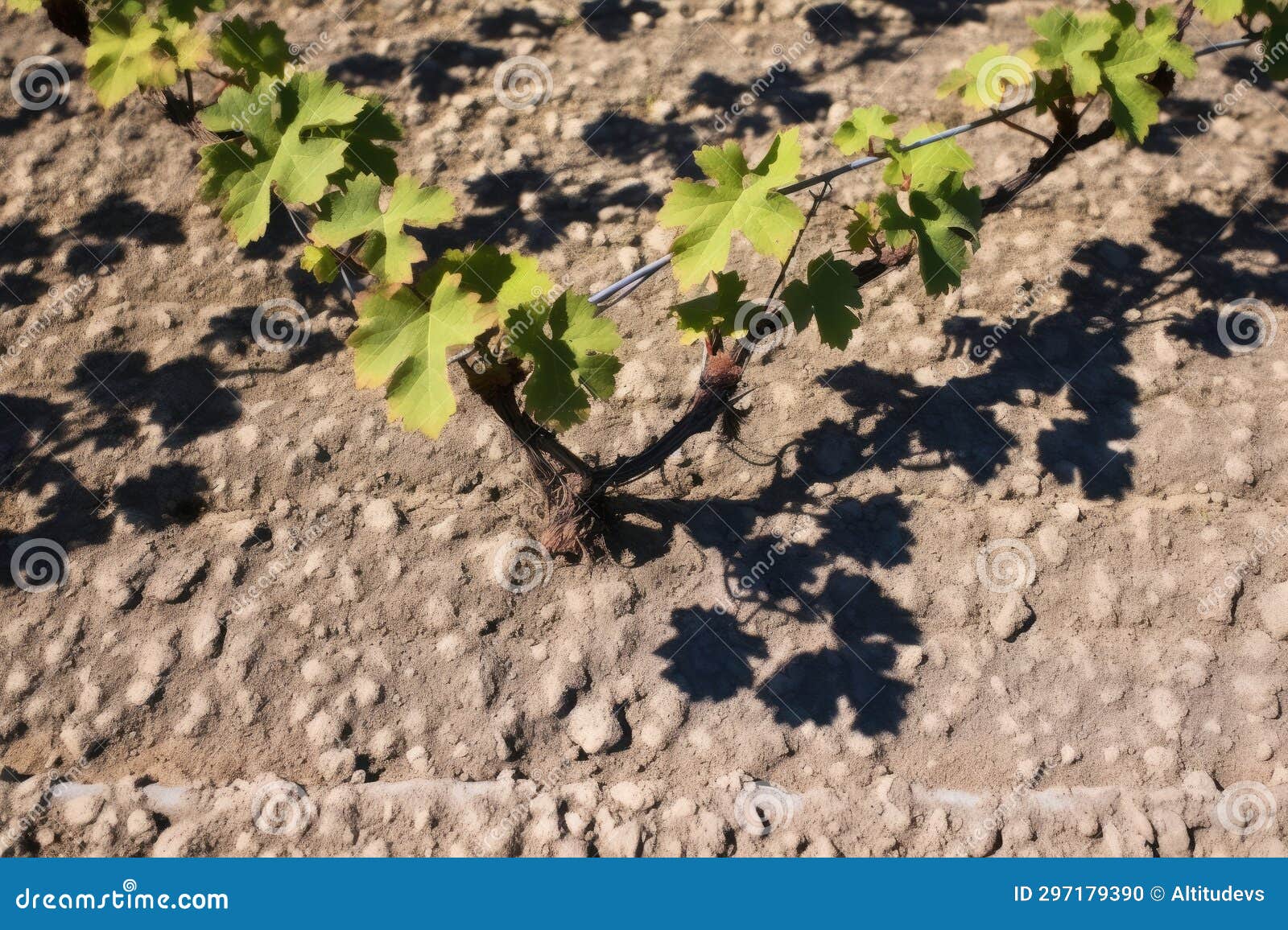 Shadow of Grapevines on Soil Stock Photo - Image of pattern, scenery ...