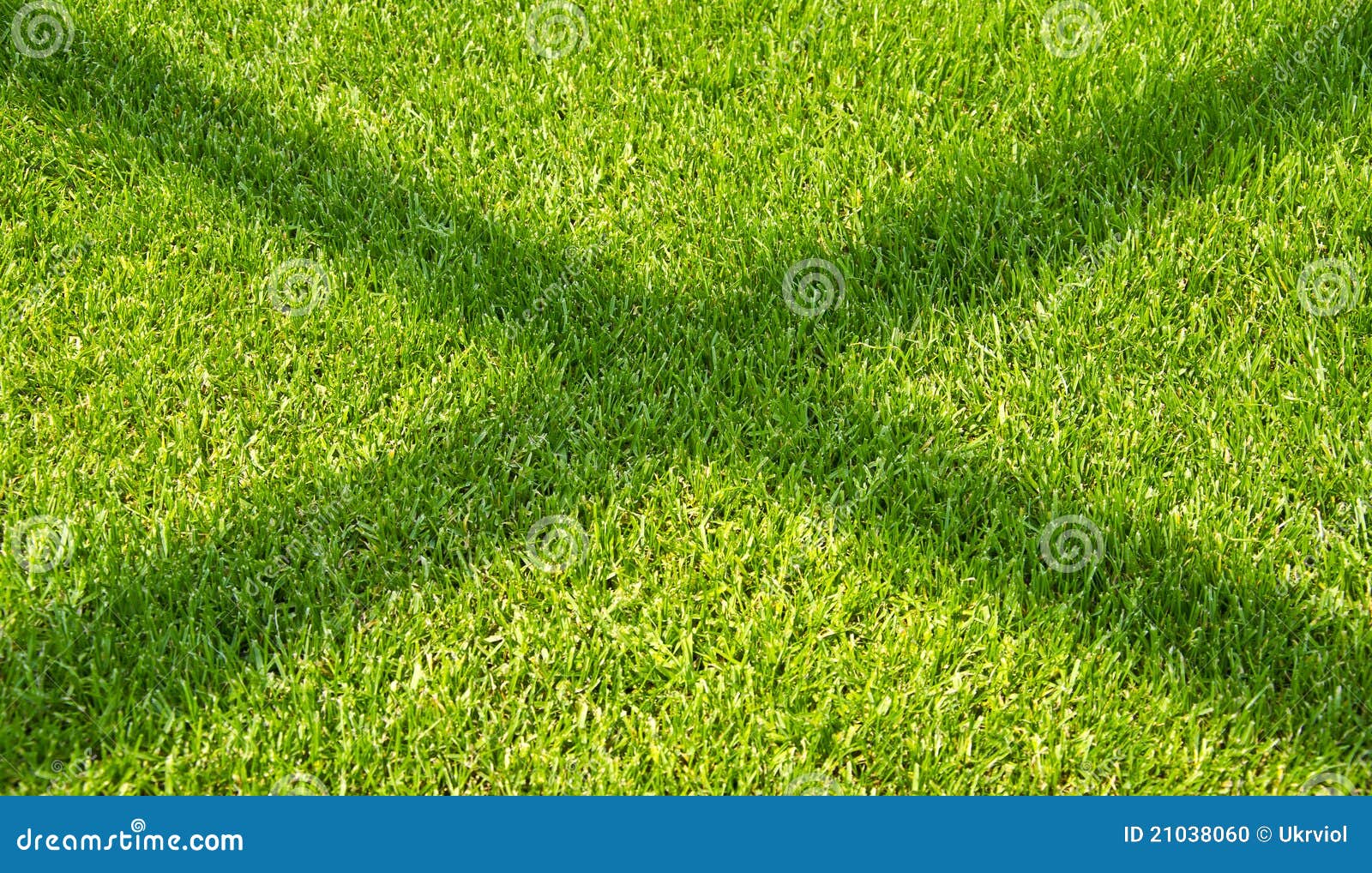 The Shadow on the Green Grass. Stock Photo - Image of outdoors ...