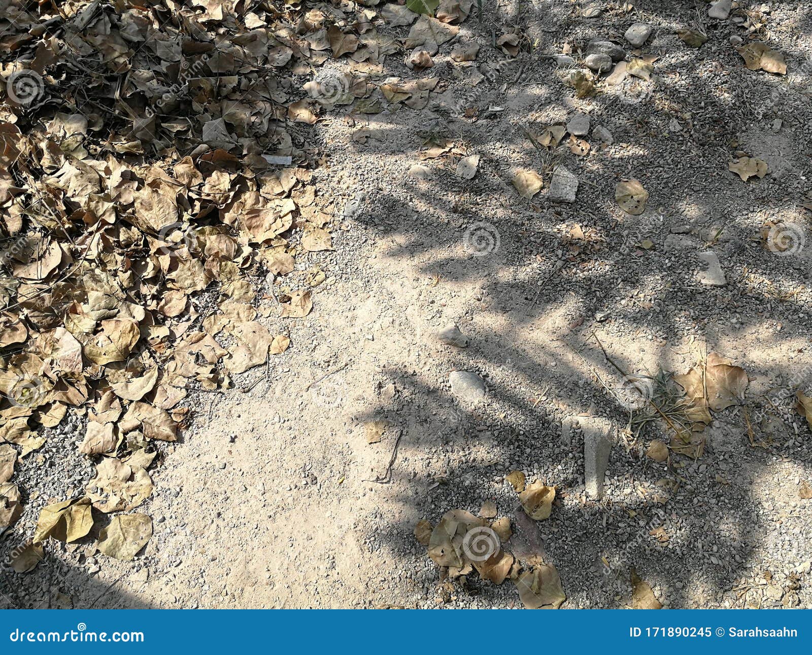 Shadow of Tree on the Ground Stock Image - Image of grains, texture ...