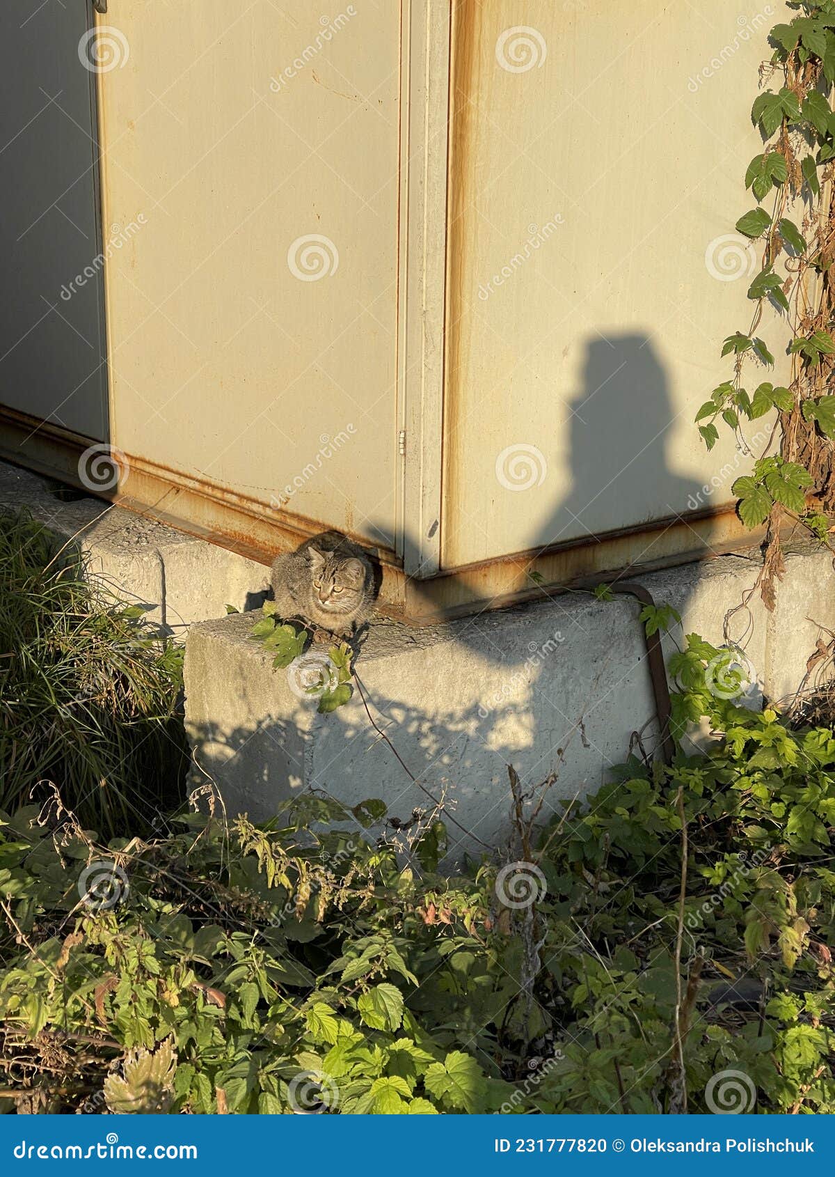 Shadow of Human Petting Cat Stock Photo - Image of human, person: 231777820