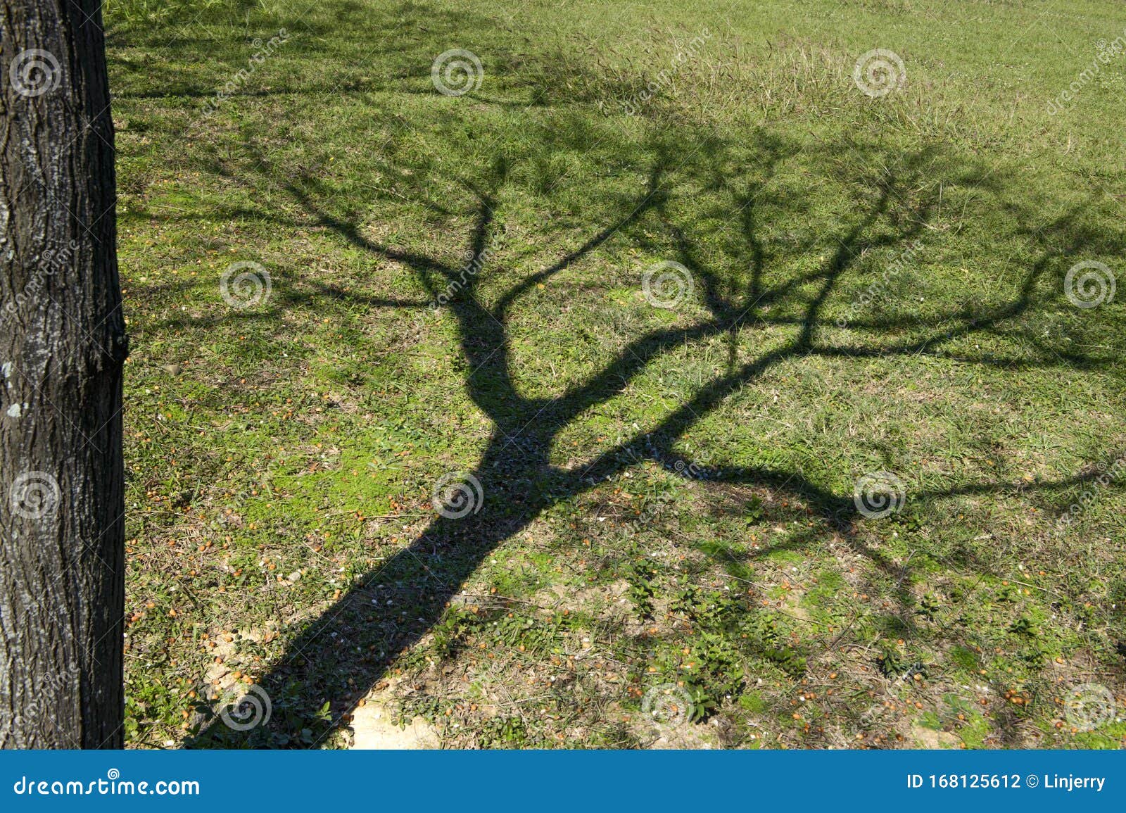 Tree Shadow on Green Grass in Spring Stock Photo - Image of growth ...