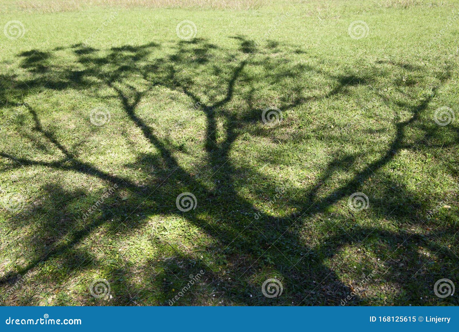 Tree Shadow on Green Grass in Spring Stock Image - Image of grass, park ...
