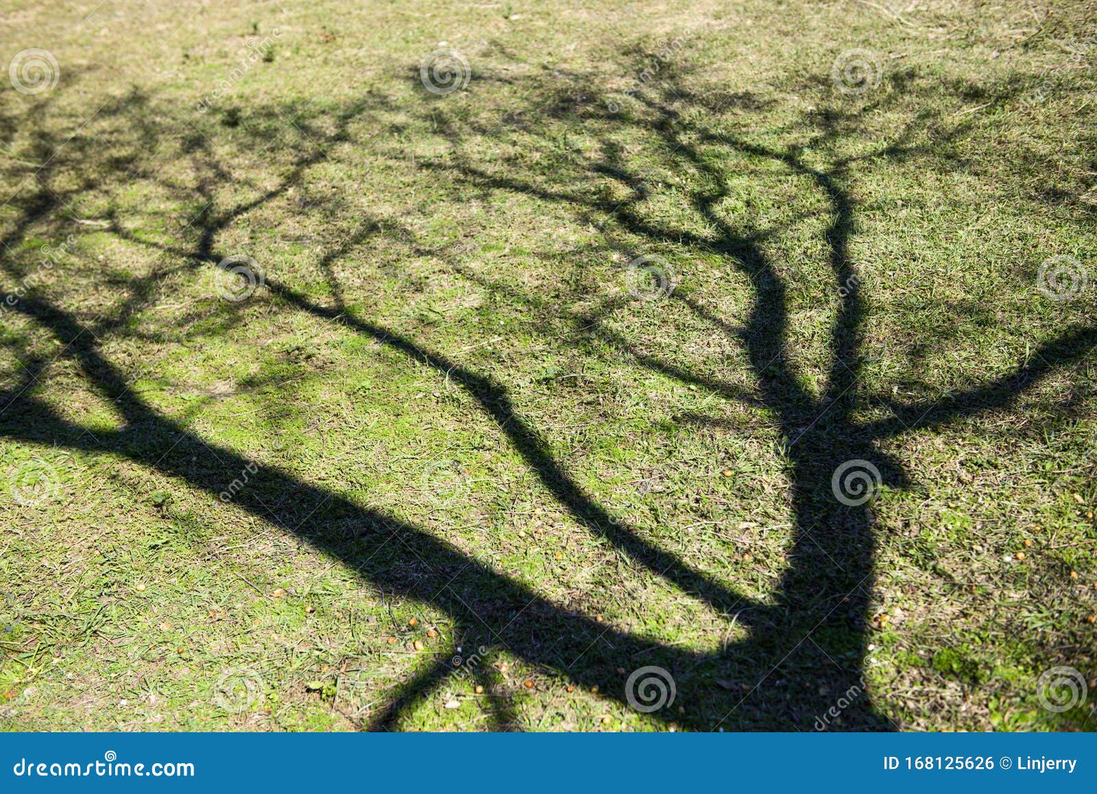 Tree Shadow on Green Grass in Spring Stock Photo - Image of plant, lawn ...