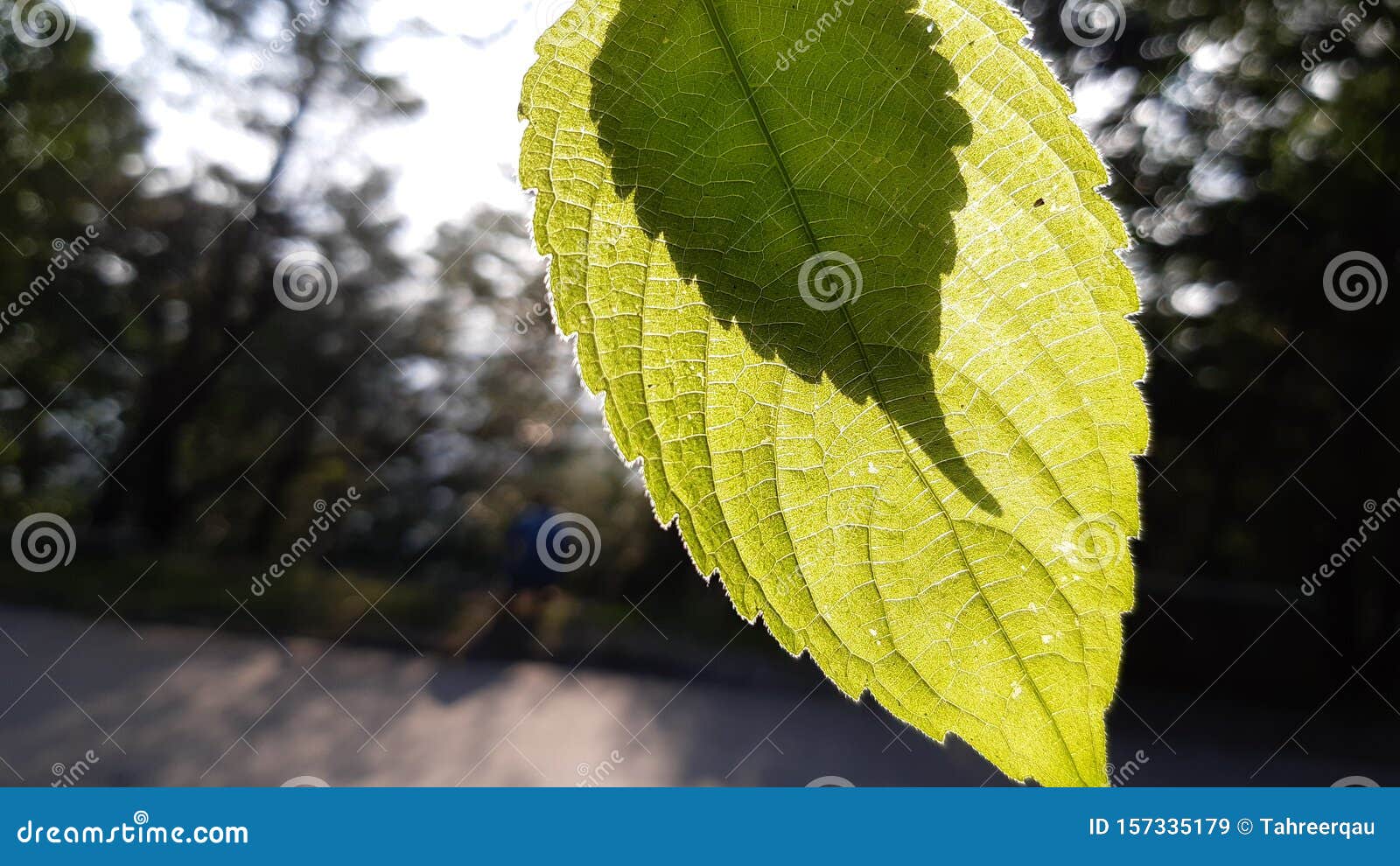 Shadow of a Leaf on Another Leaf Stock Image - Image of green ...
