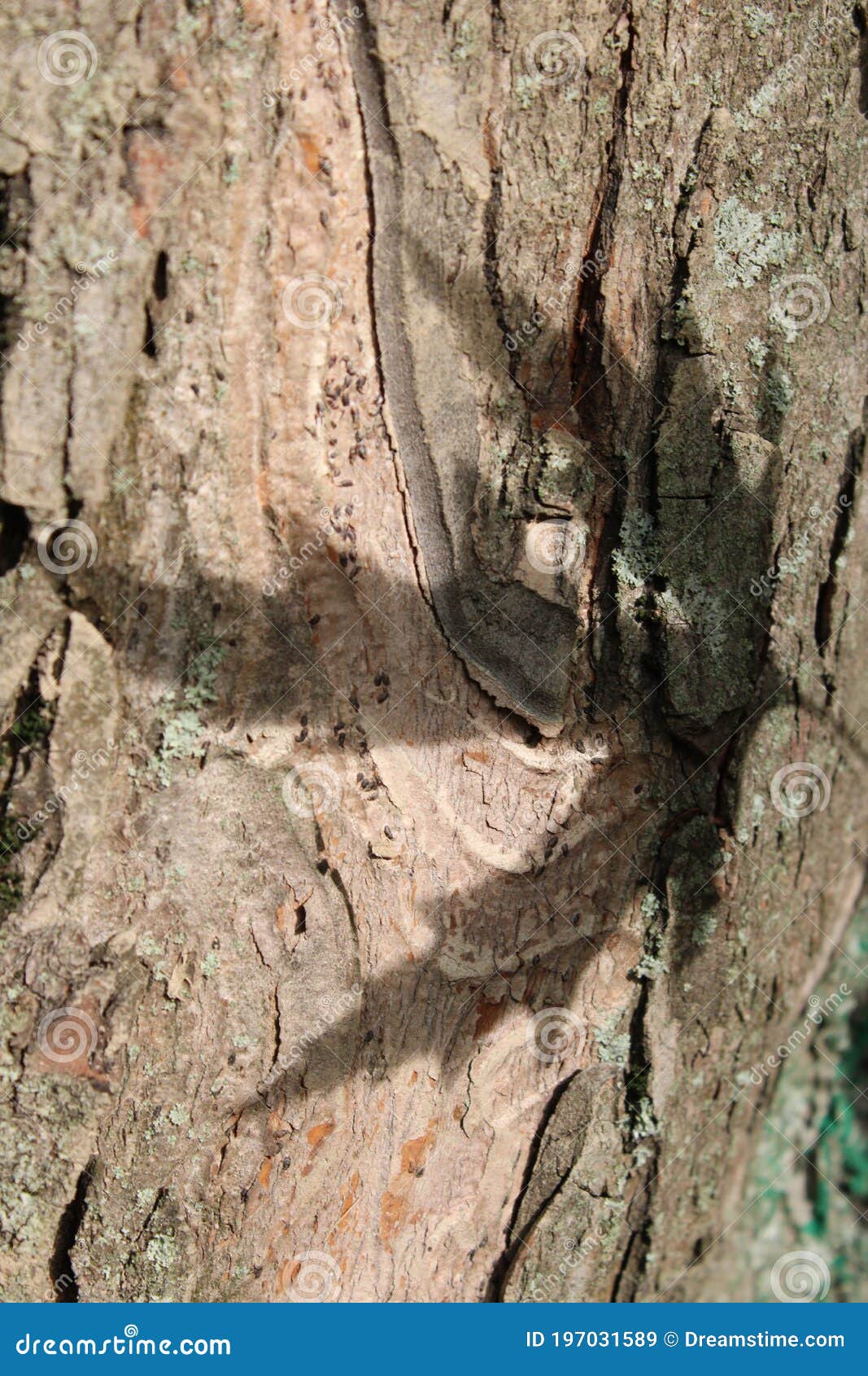 Shadow of a leaf on a tree stock image. Image of leaf - 197031589