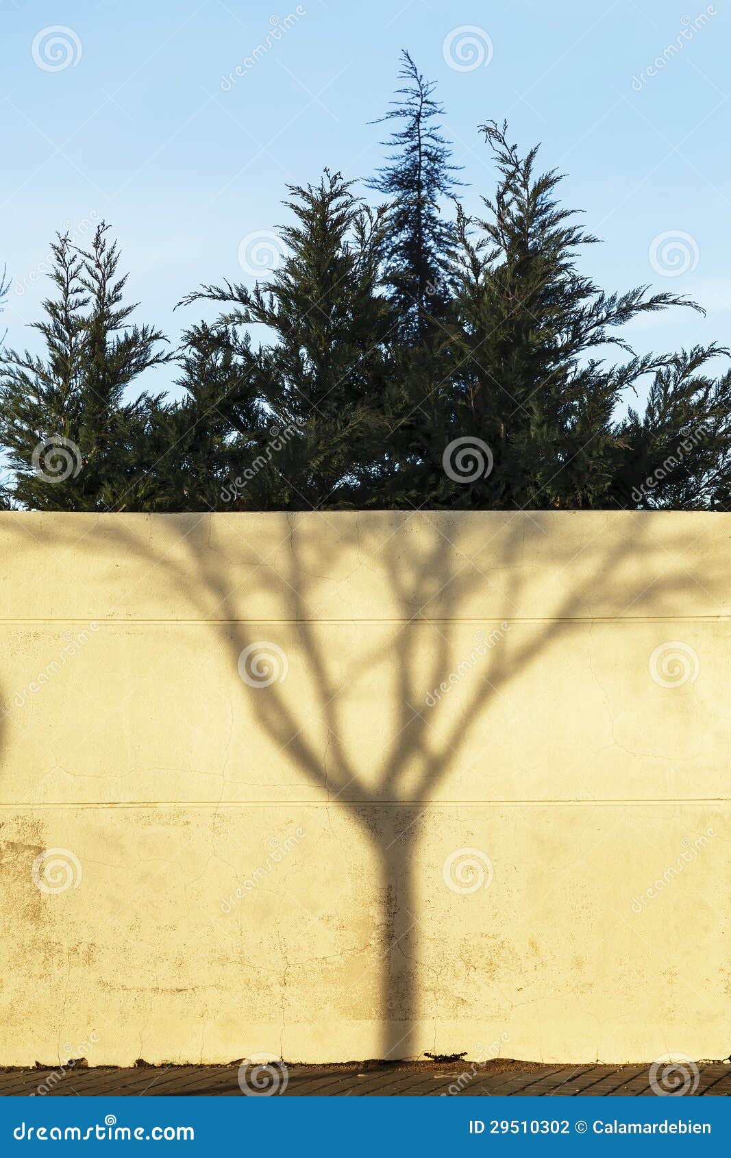 Shadow of a leafless tree stock photo. Image of shadow - 29510302