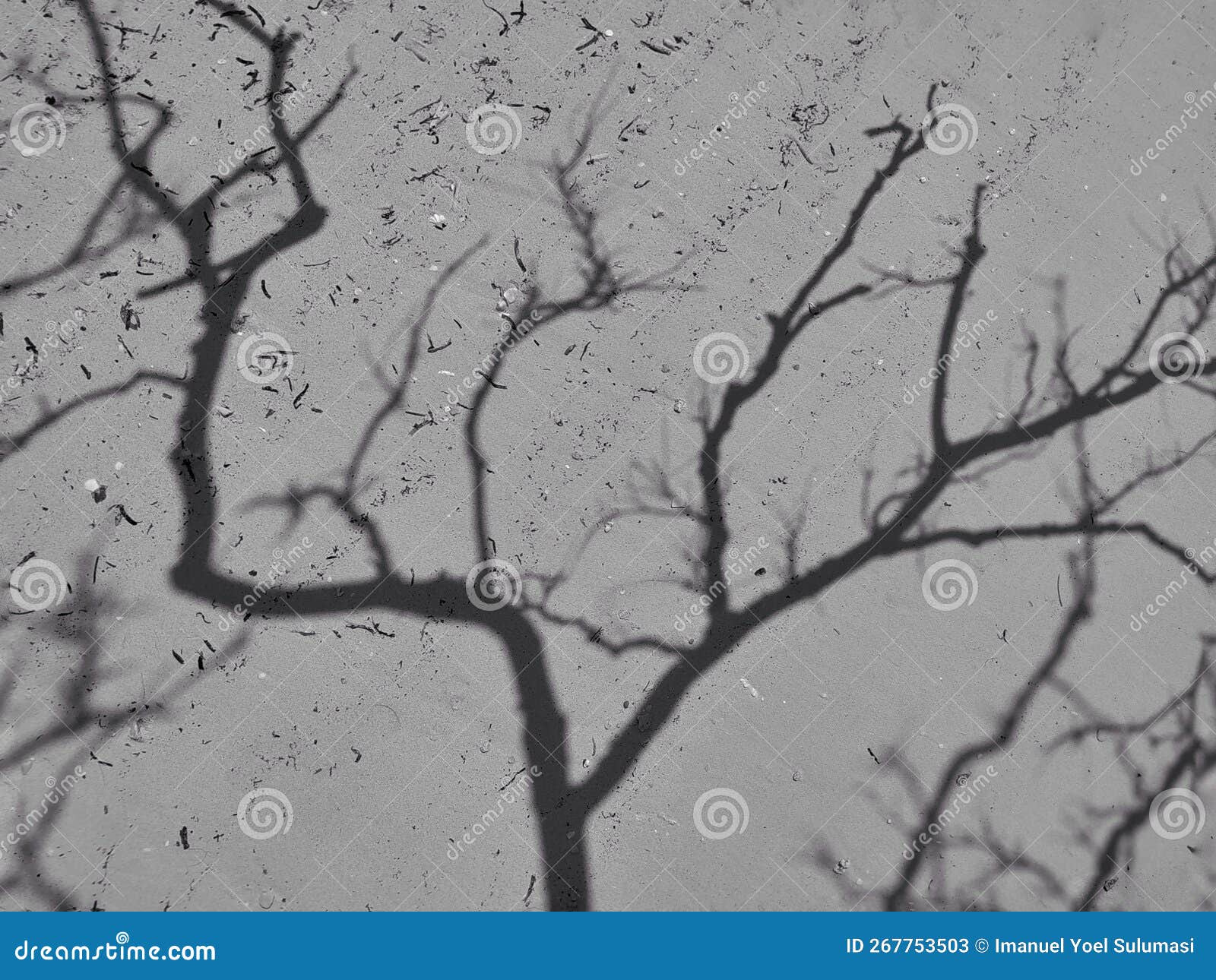 The Shadow of a Leafless Tree Branch Photographed Against the Soft ...