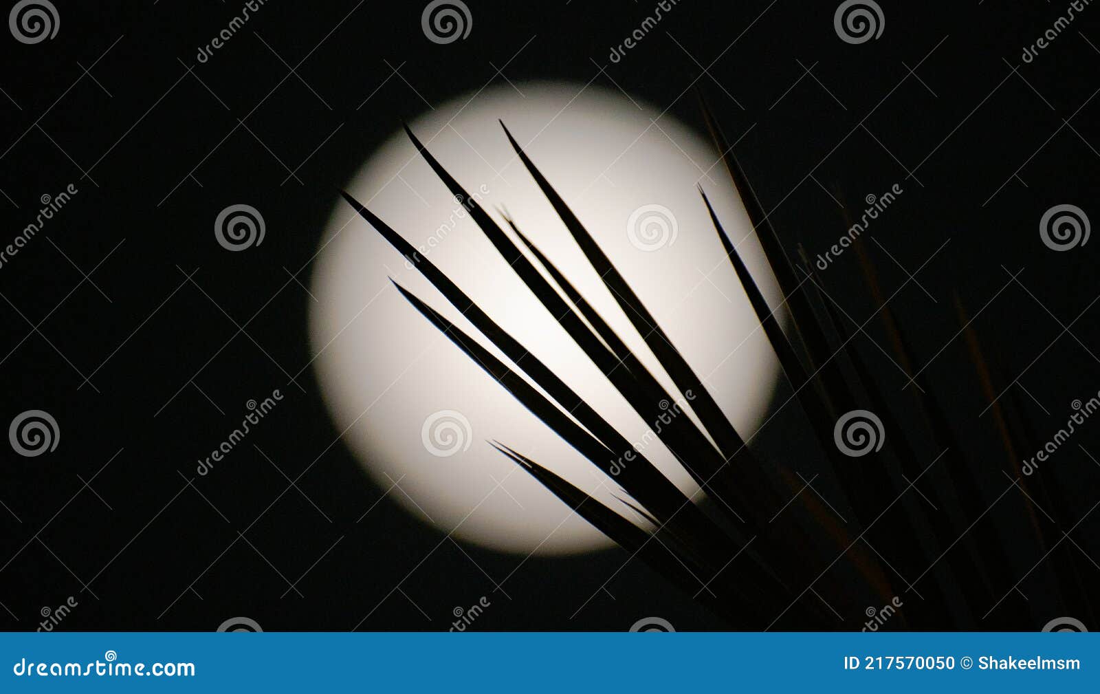 Shadow of Leaves Over the Moon Light. Selective Focus Stock Photo ...