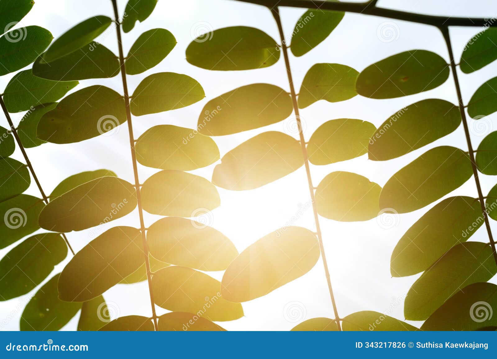 Shadow of the Leaves in the Sunlight Stock Illustration - Illustration ...