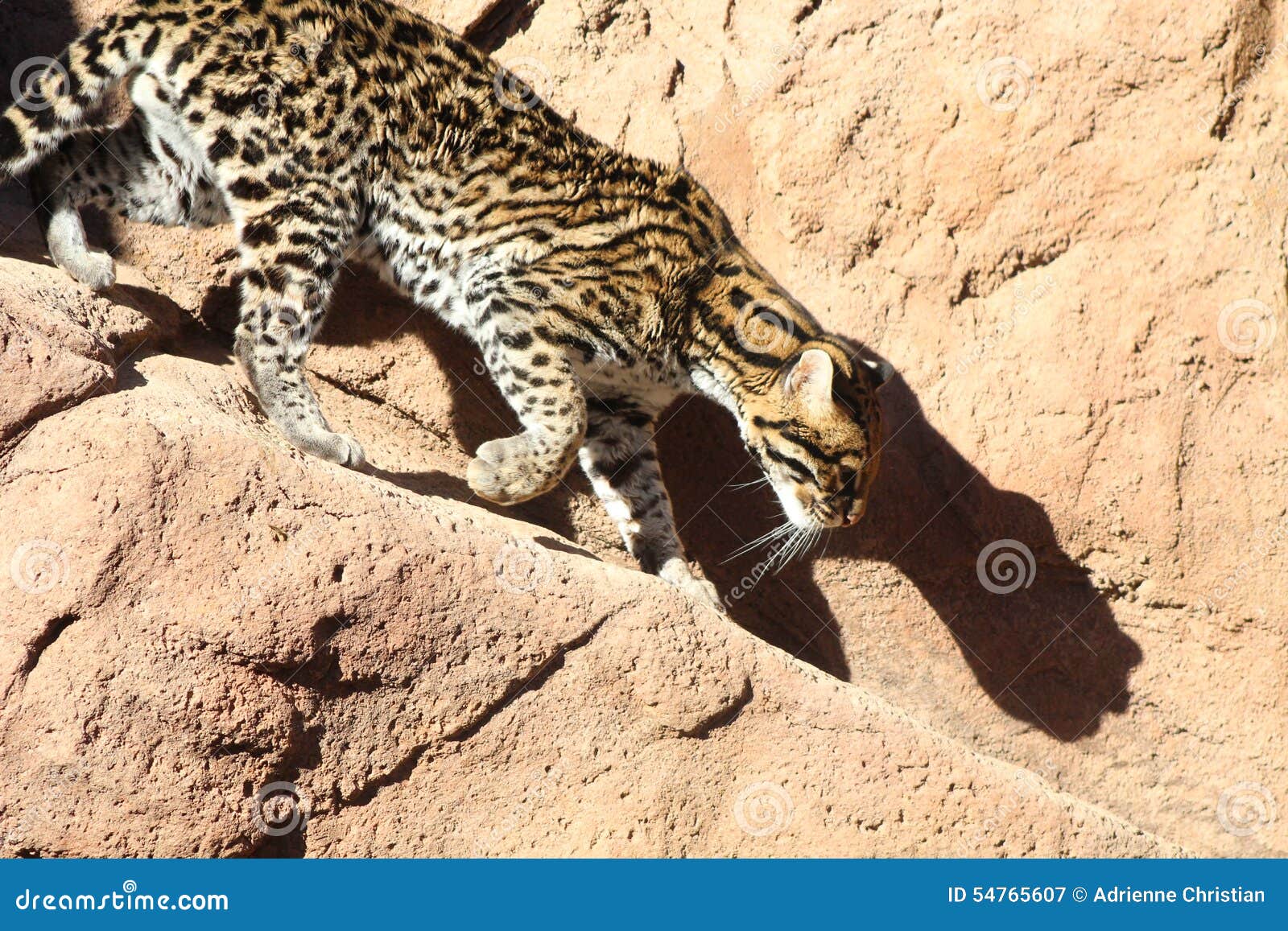 Shadow Leopard stock image. Image of wildlife, desert - 54765607