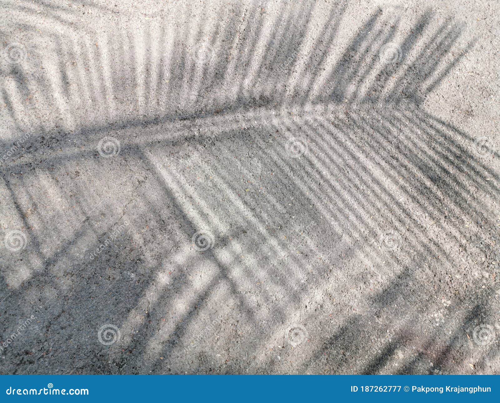 Shadow Light of Coconut Leaf. Stock Image - Image of trees, leaf: 187262777