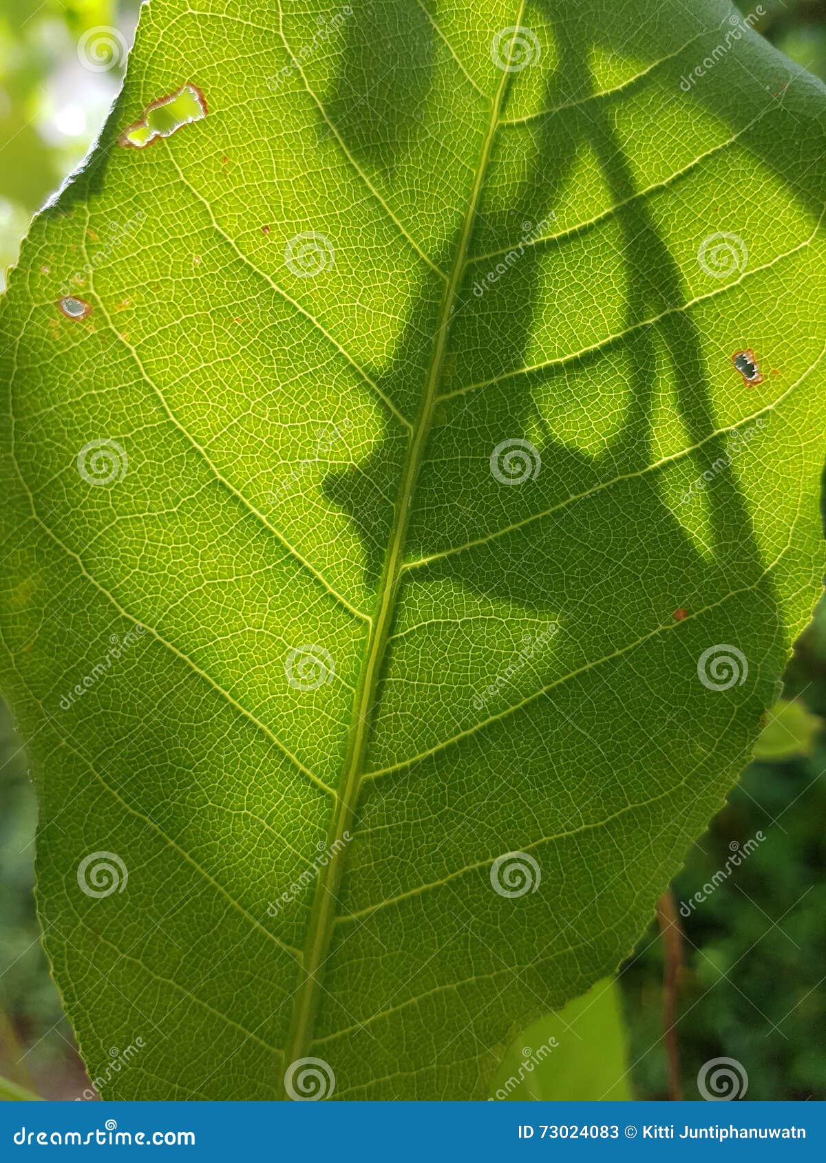 Shadow light leaf stock image. Image of shadow, light - 73024083