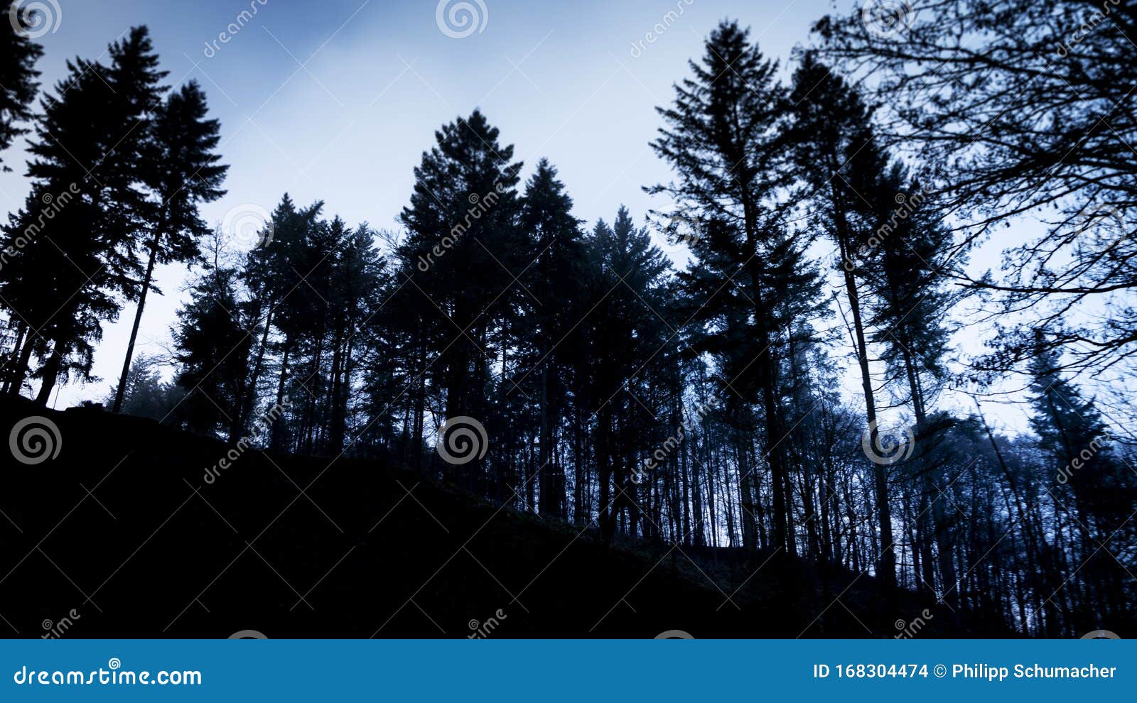 Shadow and Light Tree Background Stock Photo - Image of moody, religion ...