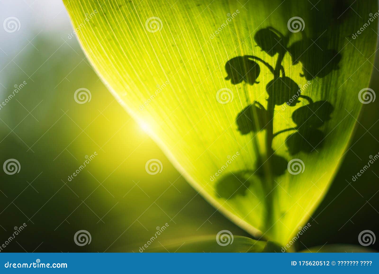 The Shadow of Lily of the Valley Flowers on the Surface of a Sunlit ...