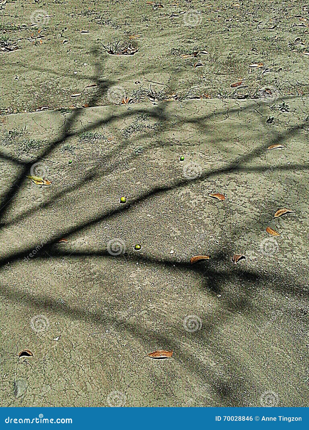 Shadow lines stock photo. Image of shadow, trees, nature - 70028846