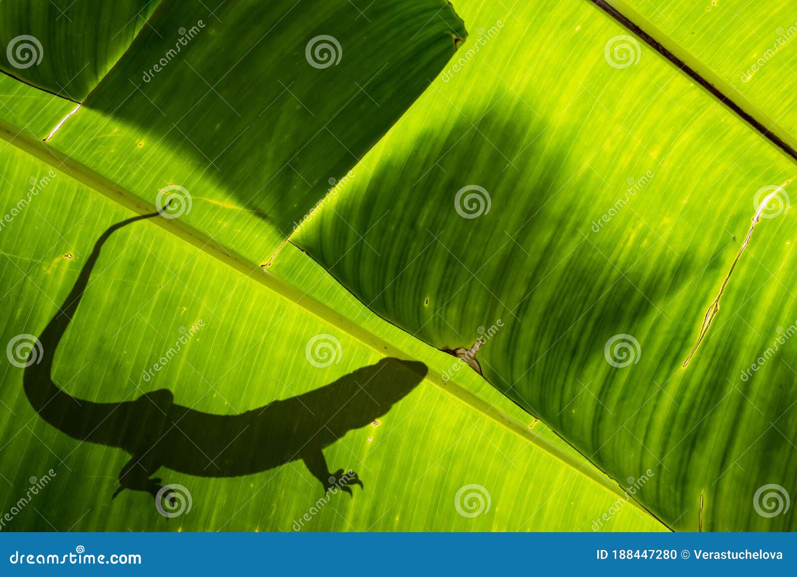 A Shadow of Lizard on a Green Leaf Stock Photo - Image of biology ...