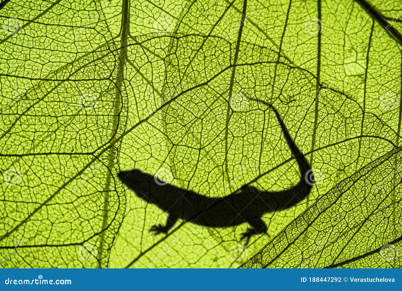 A Shadow of Lizard on a Green Leaf Stock Photo - Image of bright, close ...