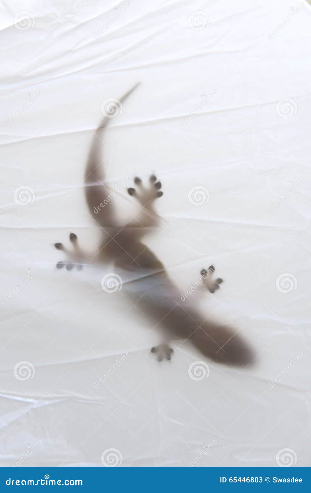 Shadow of lizard stock image. Image of hemidactylus, backlight - 65446803