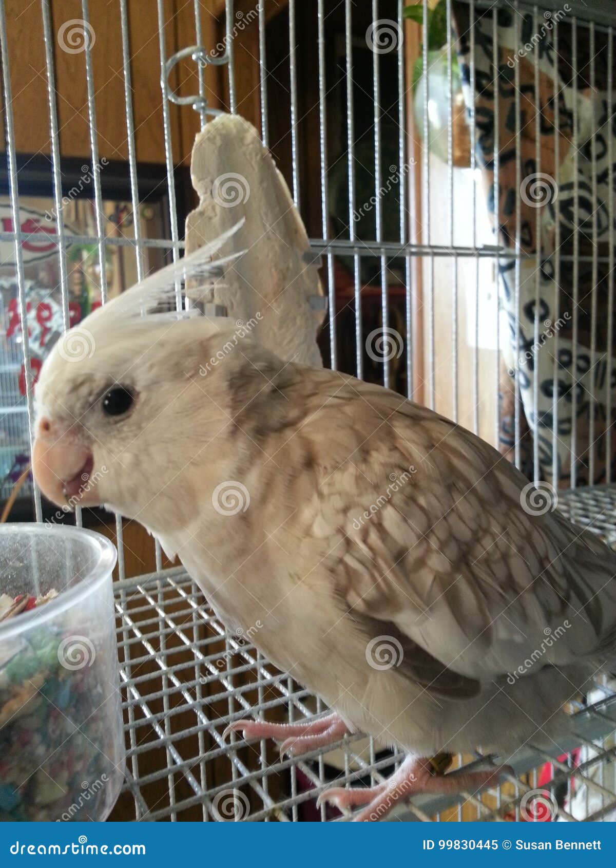 Shadow Looking Tired of Being Picked on Stock Image - Image of bird ...