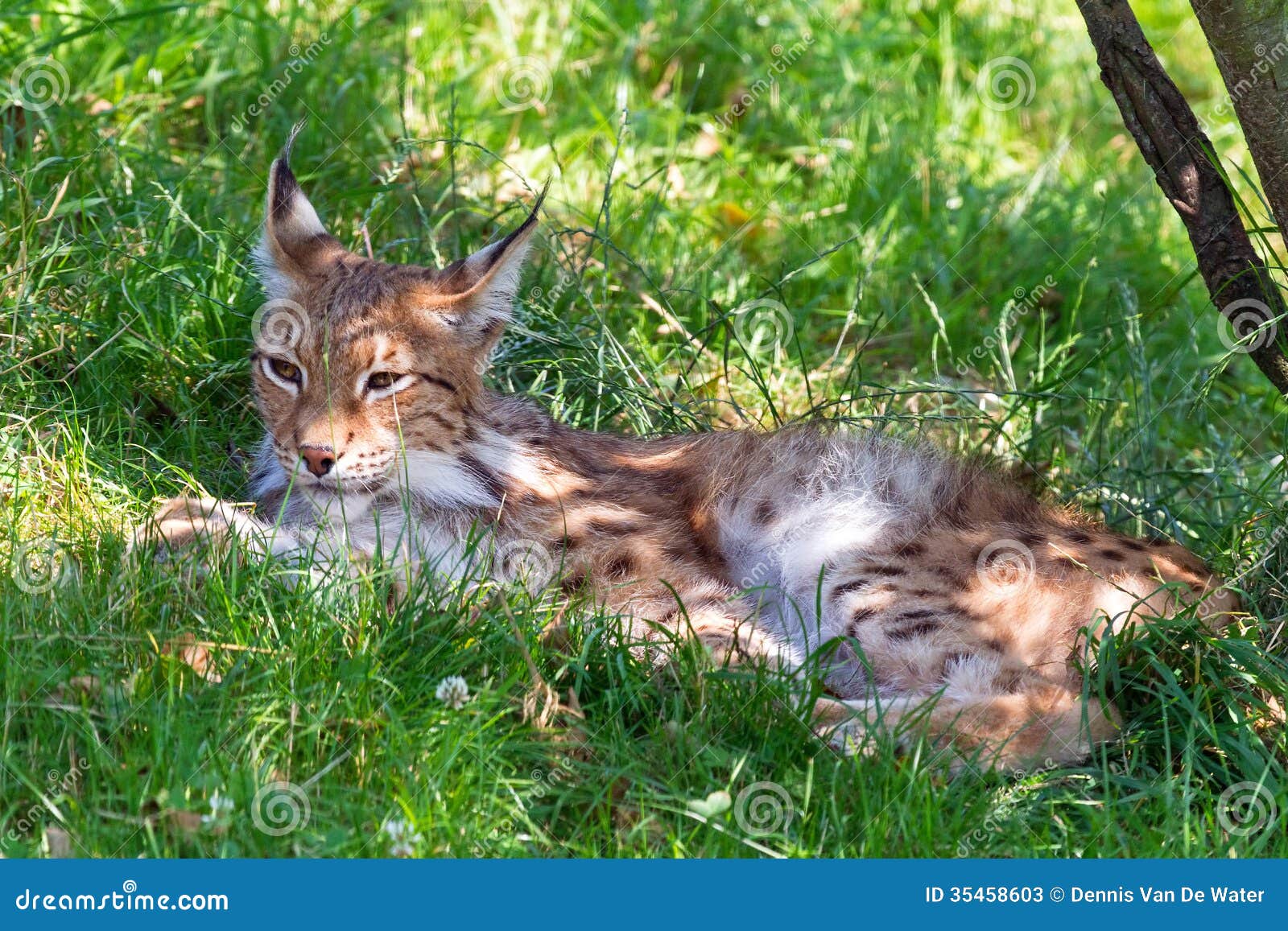 Shadow lynx stock image. Image of mammal, feline, nature - 35458603
