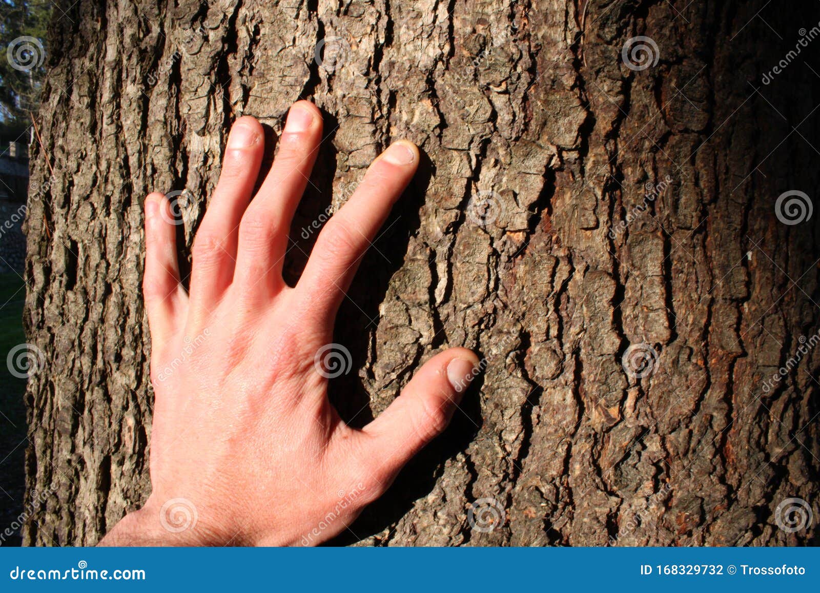 Shadow man hand on tree stock photo. Image of summer - 168329732